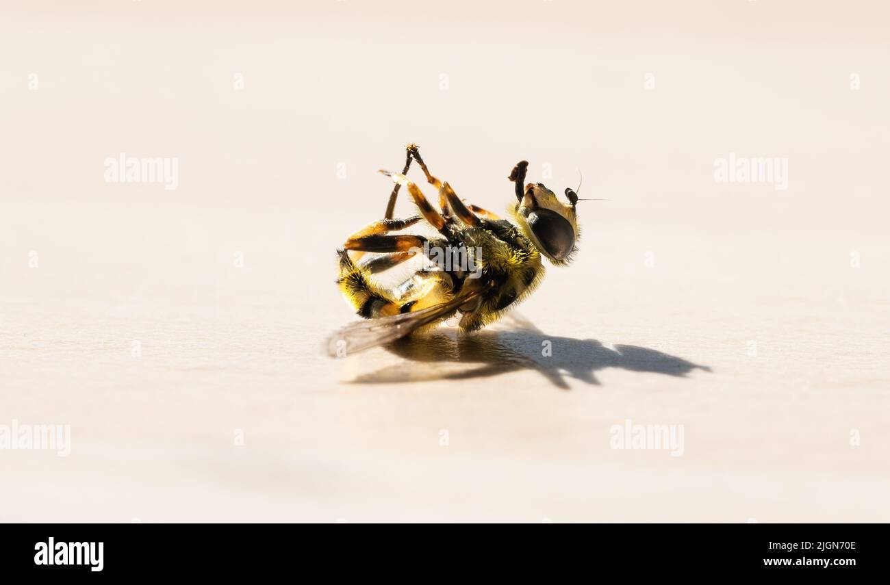 Insect photo for kitchen hi-res stock photography and images - Alamy