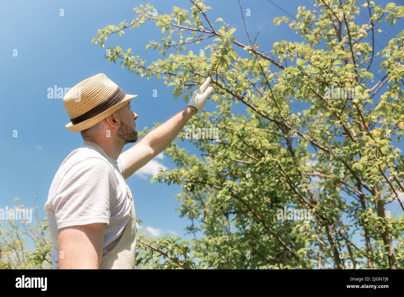 Adult bearded caucasian man wearing in gloves and straw hat looking at ...