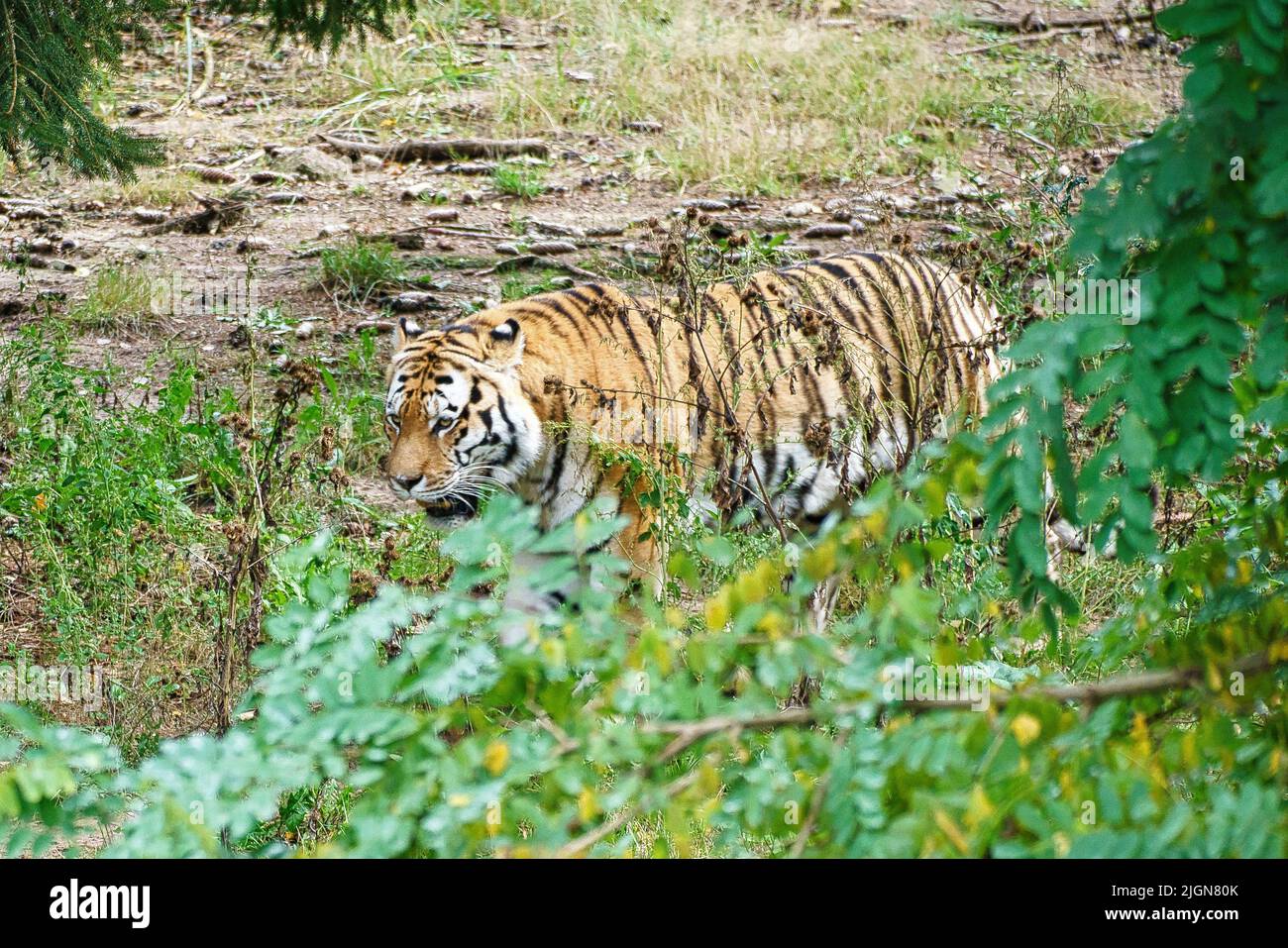 Siberian tiger. Elegant big cat. endangered predator. white,black ...