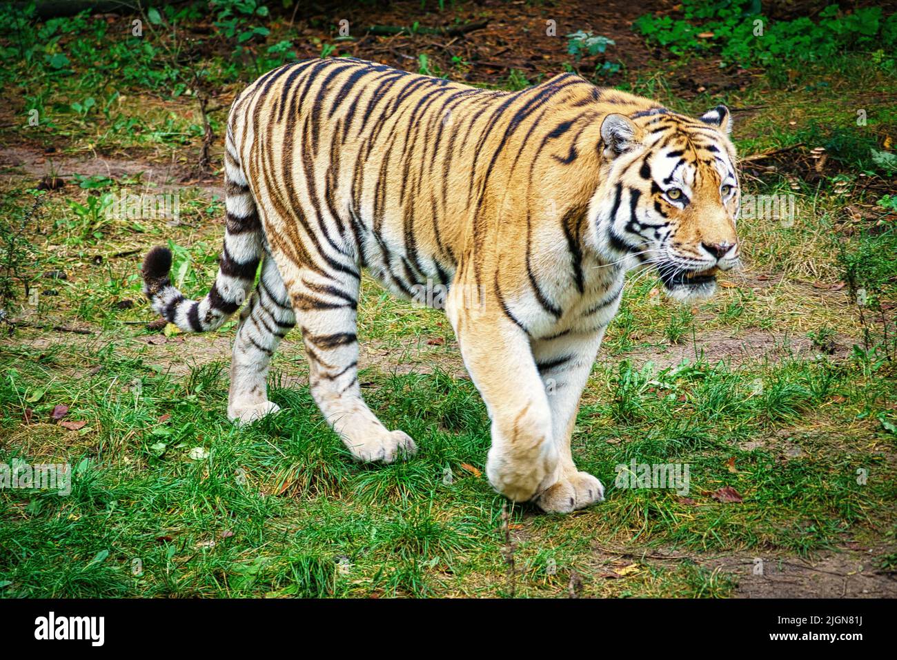 Siberian tiger. Elegant big cat. endangered predator. white,black ...