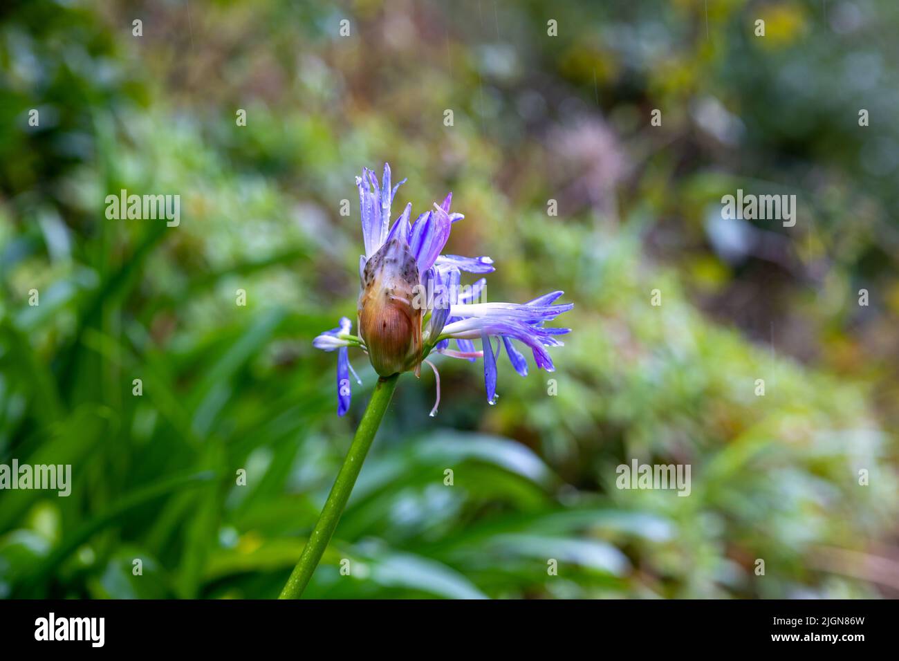 beautiful spring flower in Madeira island, Portugal Stock Photo - Alamy