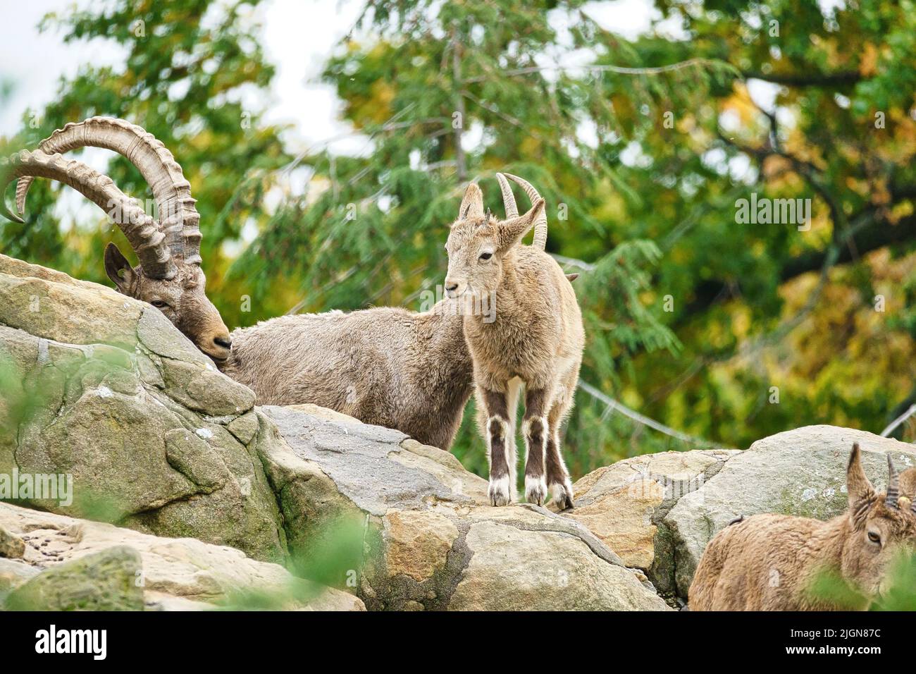 Ibex baby on a rock in nature. small horn in mammal. Ungulates climbing ...