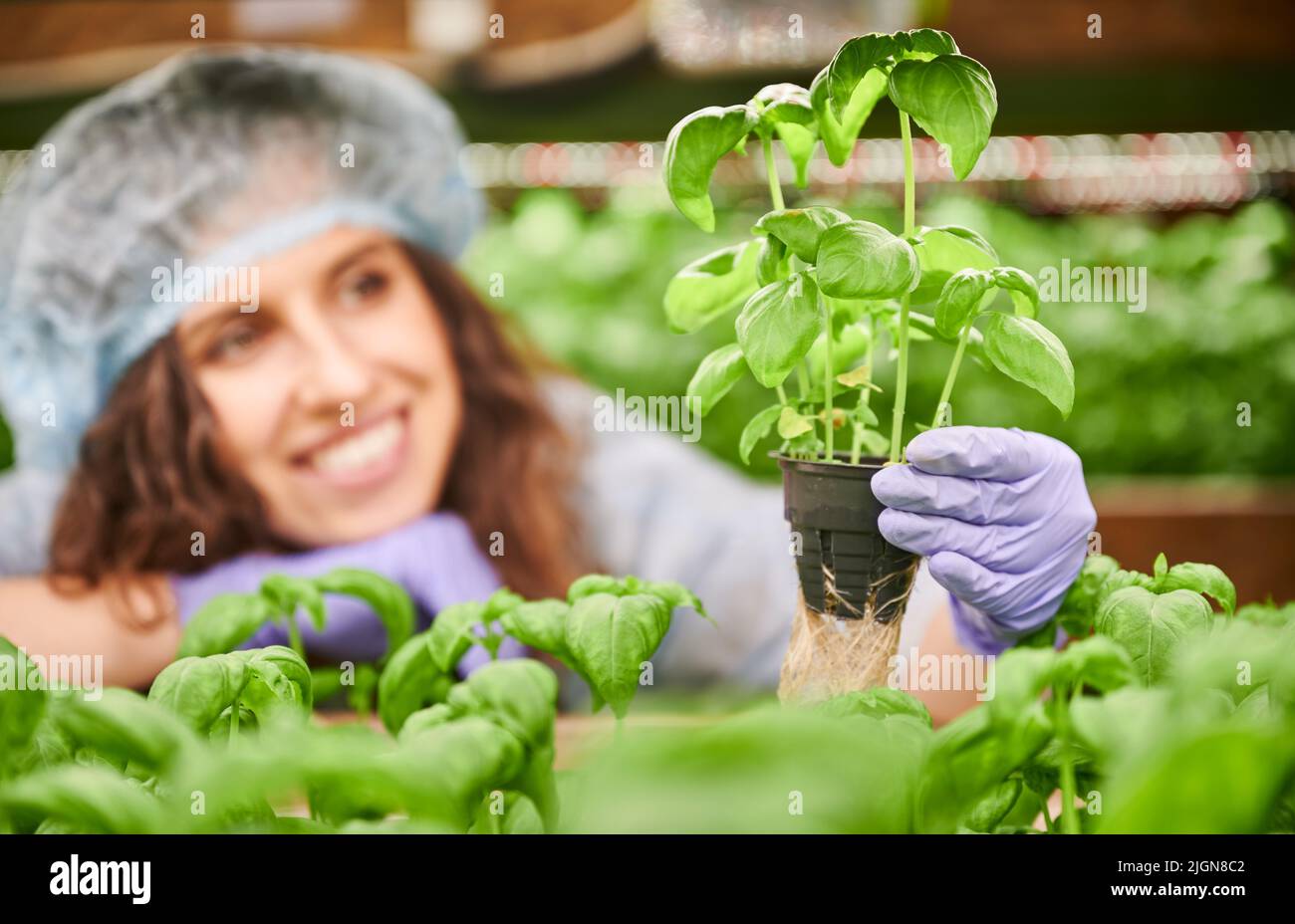 Close up of female gardener hand in sterile glove holding pot with green basil. Smiling woman ...