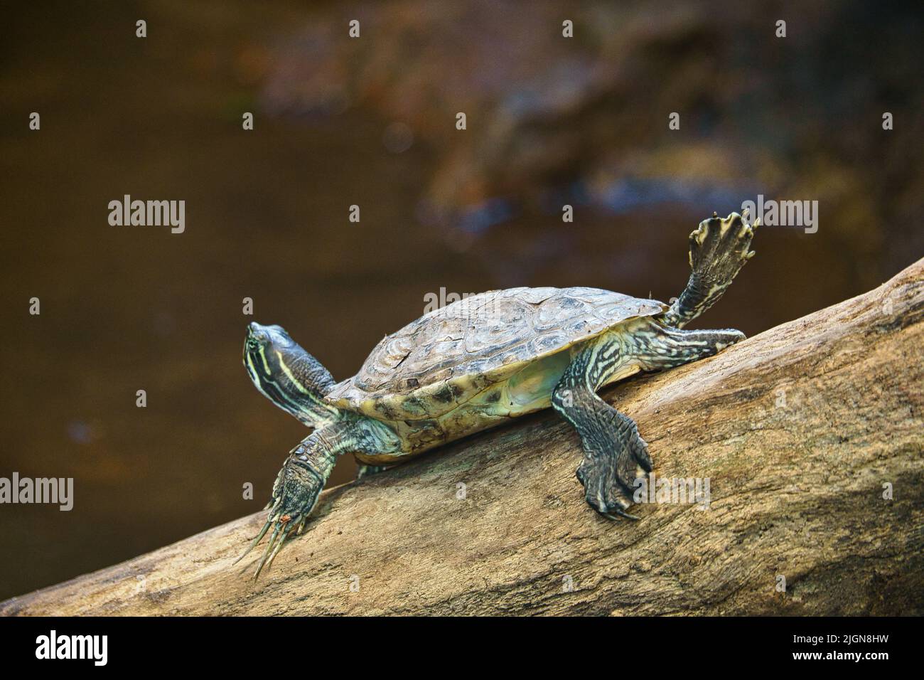 Yellow-cheeked jewel turtle on a rock on land basking. The turtle ...