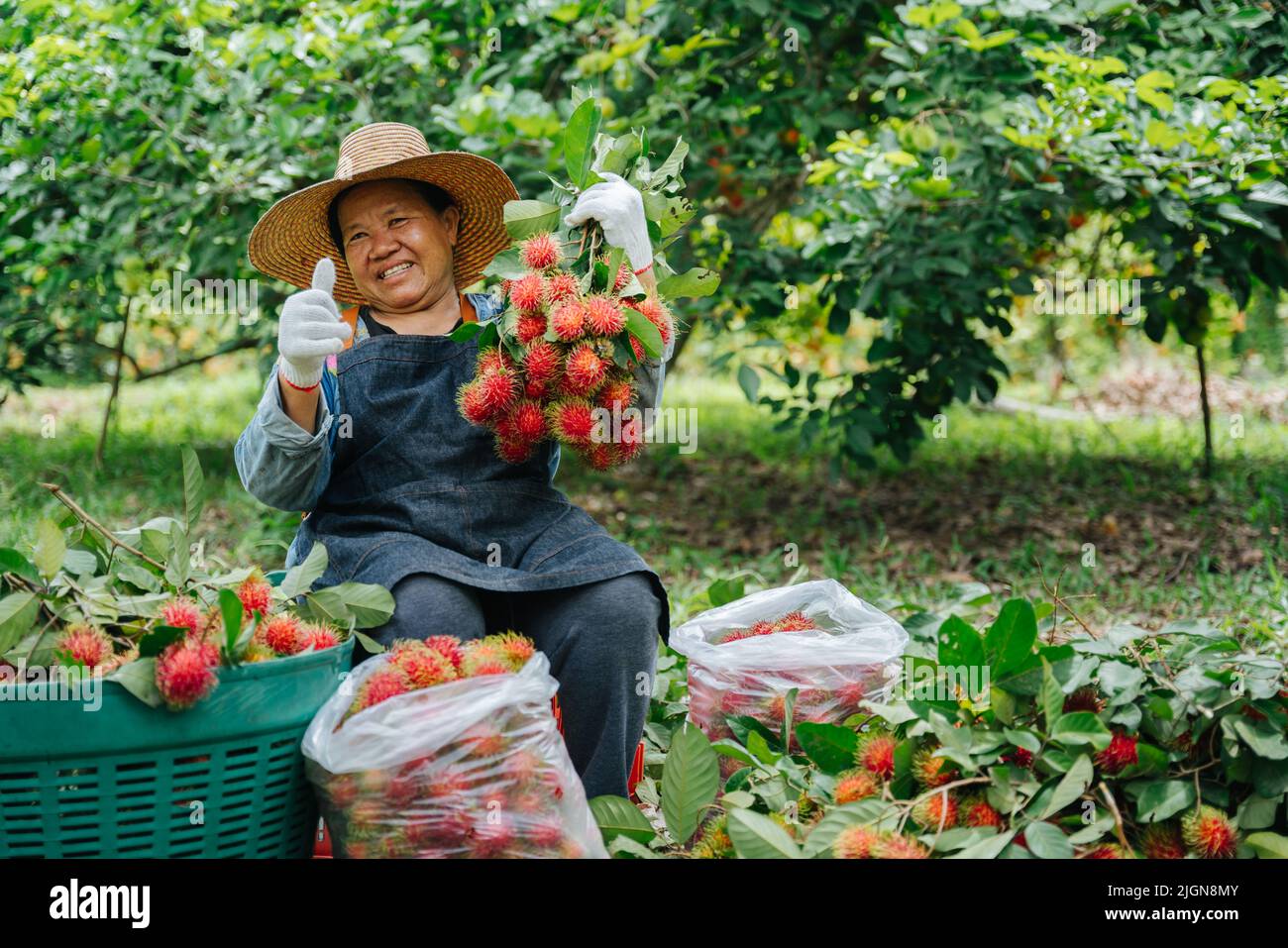 Happy asian farmer woman thumbs up and holding fresh rambutan at the ...