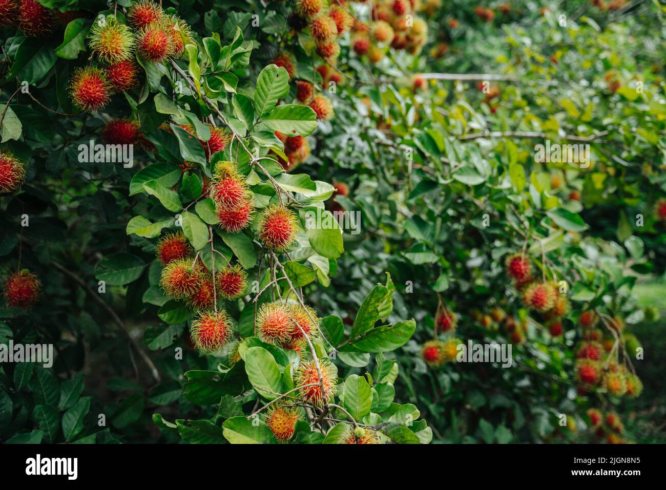 Rambutan tree hi-res stock photography and images - Alamy