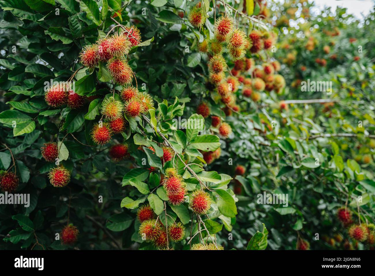 Rambutan tree hi-res stock photography and images - Alamy