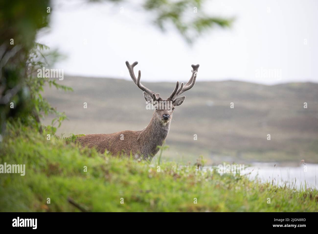 Venado europeo hi-res stock photography and images - Alamy