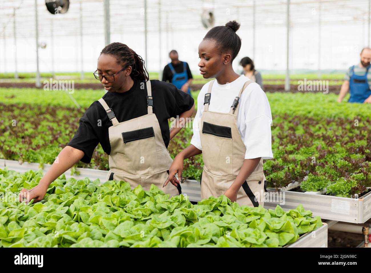 African american women cultivating lettuce in hydroponic enviroment ...