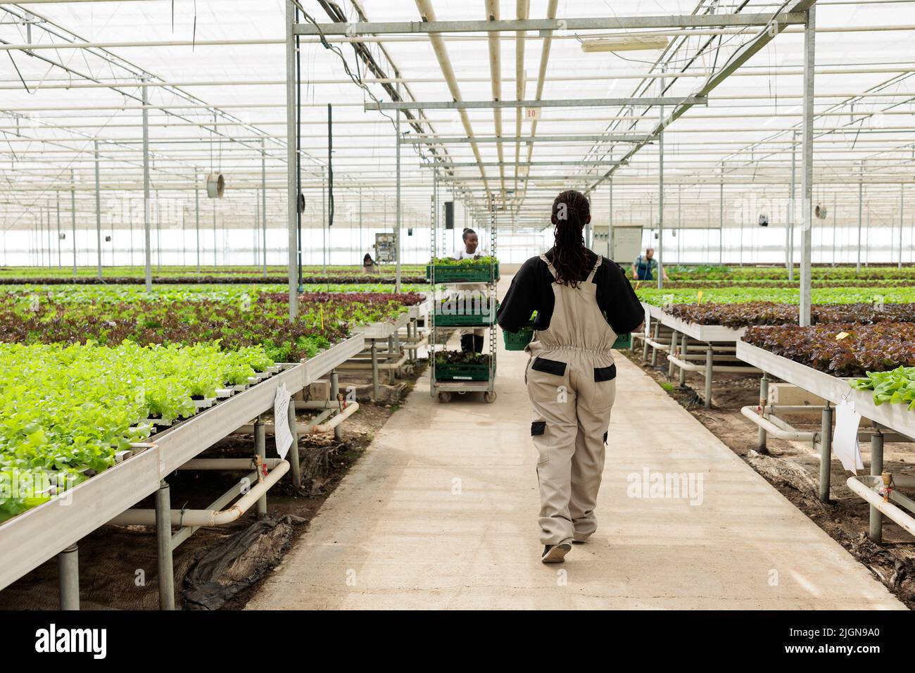 View from the back of greenhouse cultivator holding crate with bio ...