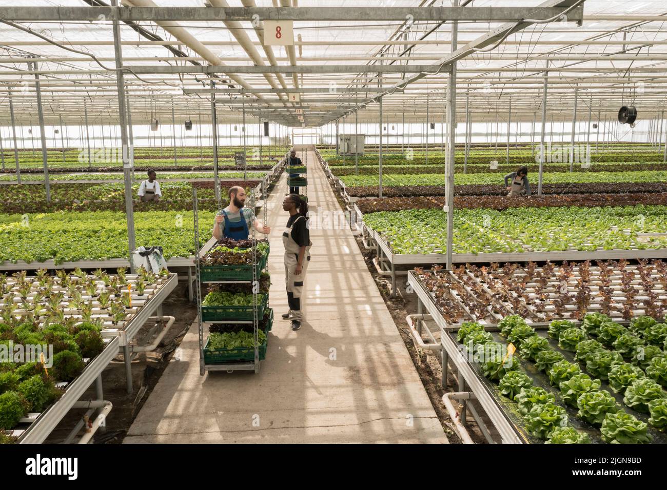 Diverse people working in greenhouse gathering green vegetables pushing ...