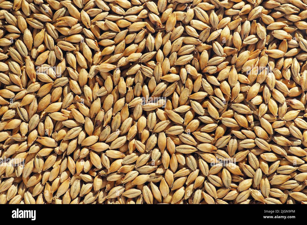 Barley, malt, rice grains texture for background. Organic natural food ...