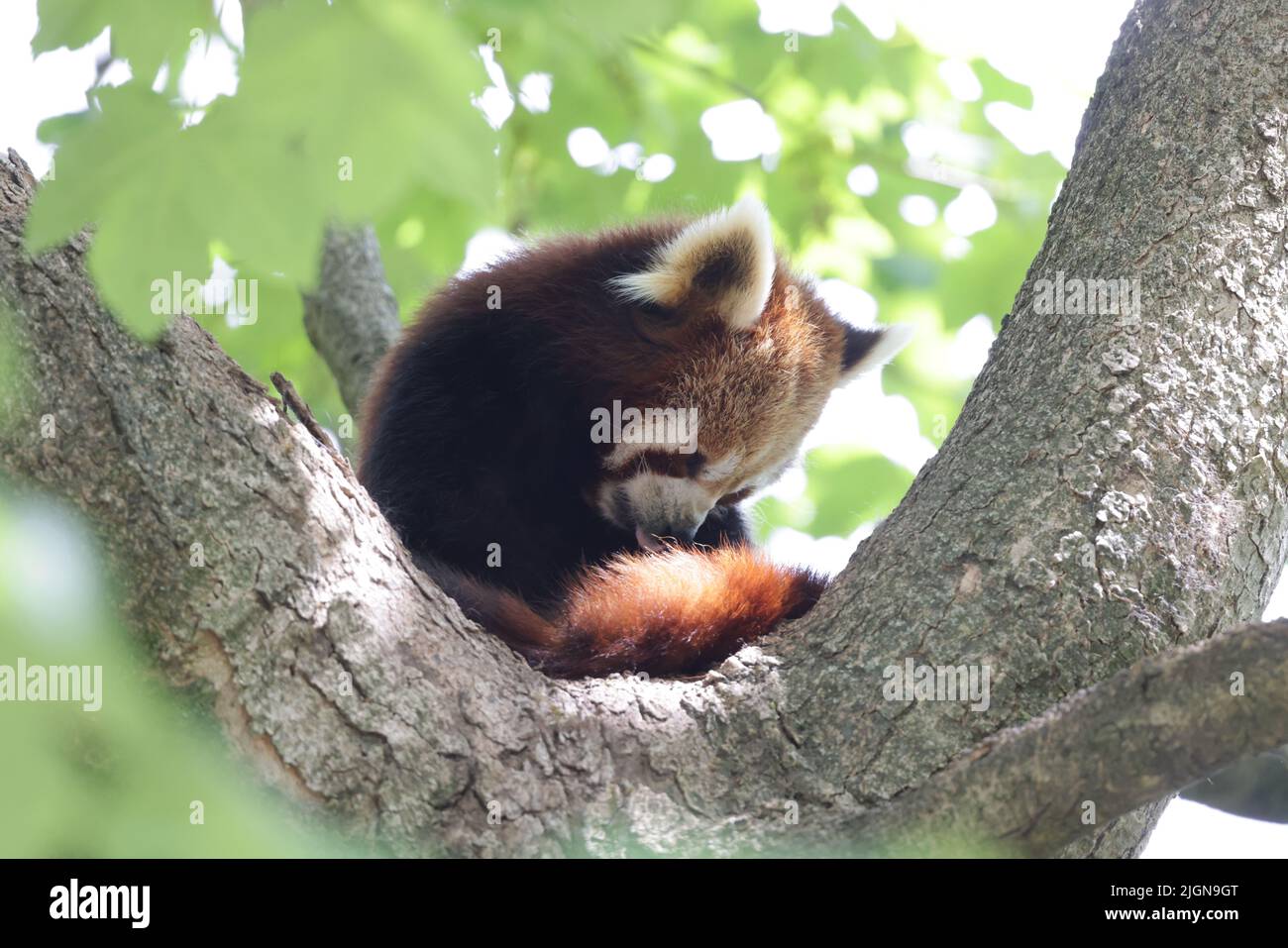 Illustration panda hi-res stock photography and images - Alamy