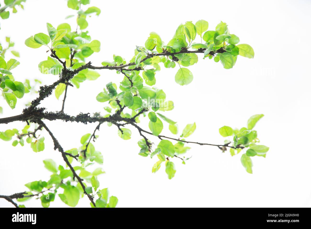 Lush green leaf, purity nature background. Green leaves on elm tree ...