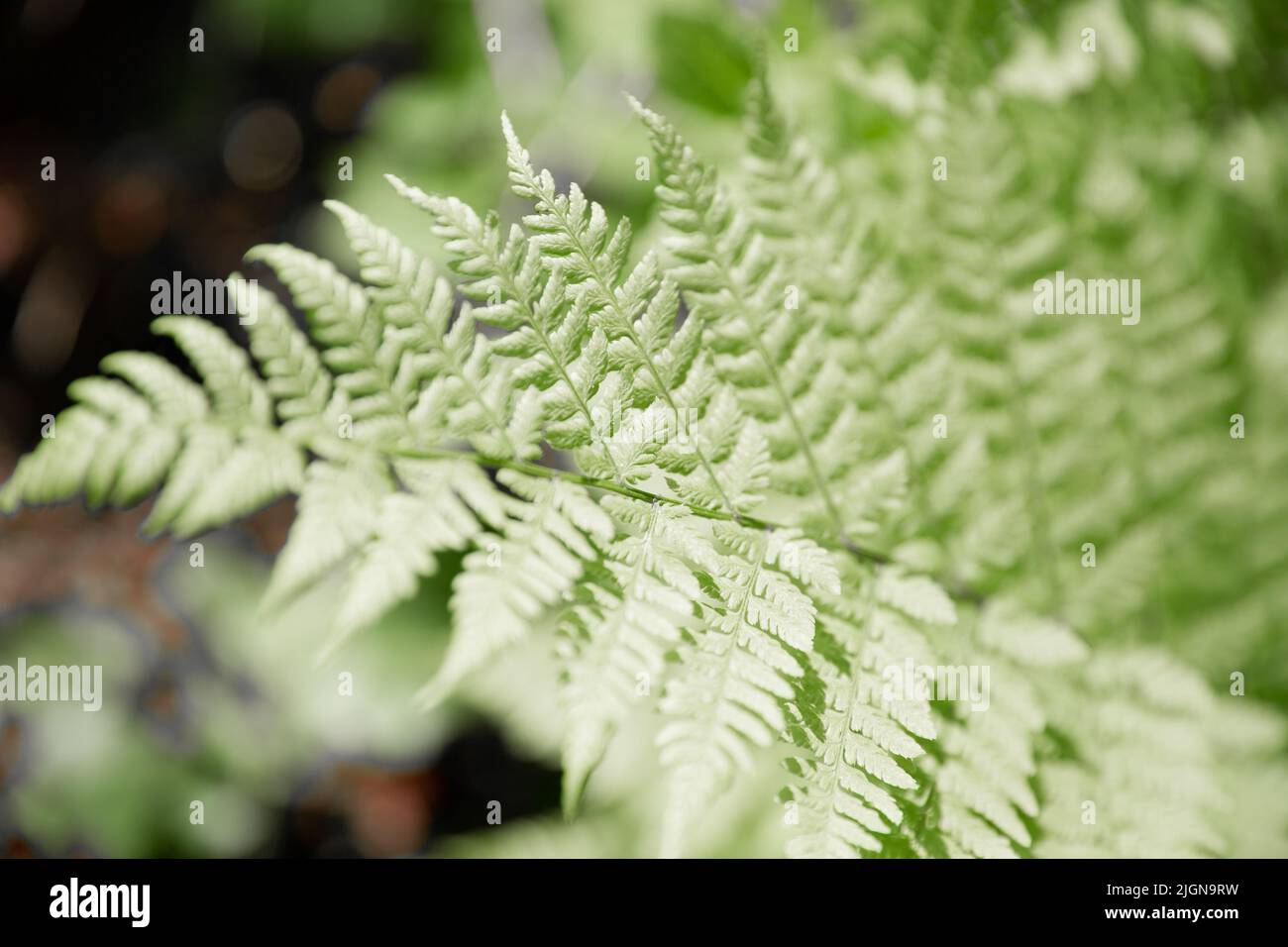 Beautiful fern leaf texture in nature. Natural floral ferns background ...