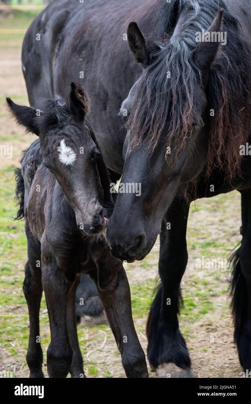 Friesian cross hi-res stock photography and images - Alamy