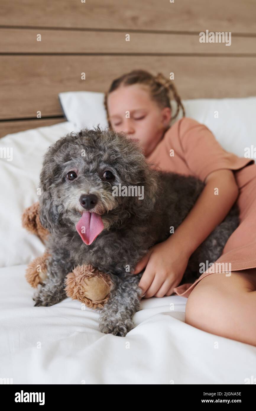 Little girl hugging cute dog when napping in bed Stock Photo - Alamy