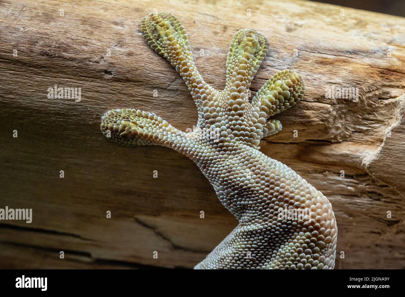 Close-up of the gecko's leg. Standing's day gecko, Phelsuma standingi ...