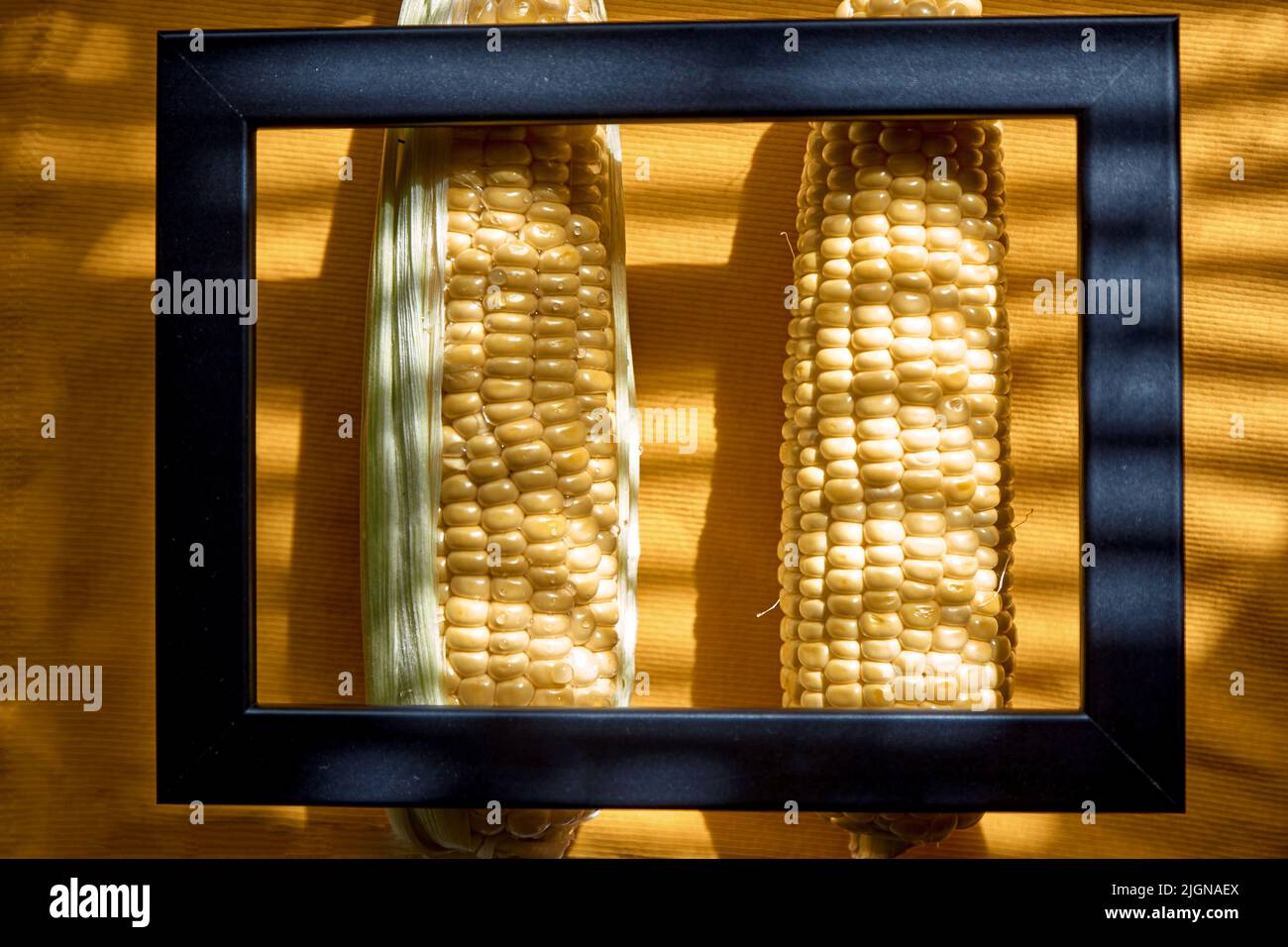 Healthy snack concept. Corn in the frame under trendy shadows. 2 ears ...
