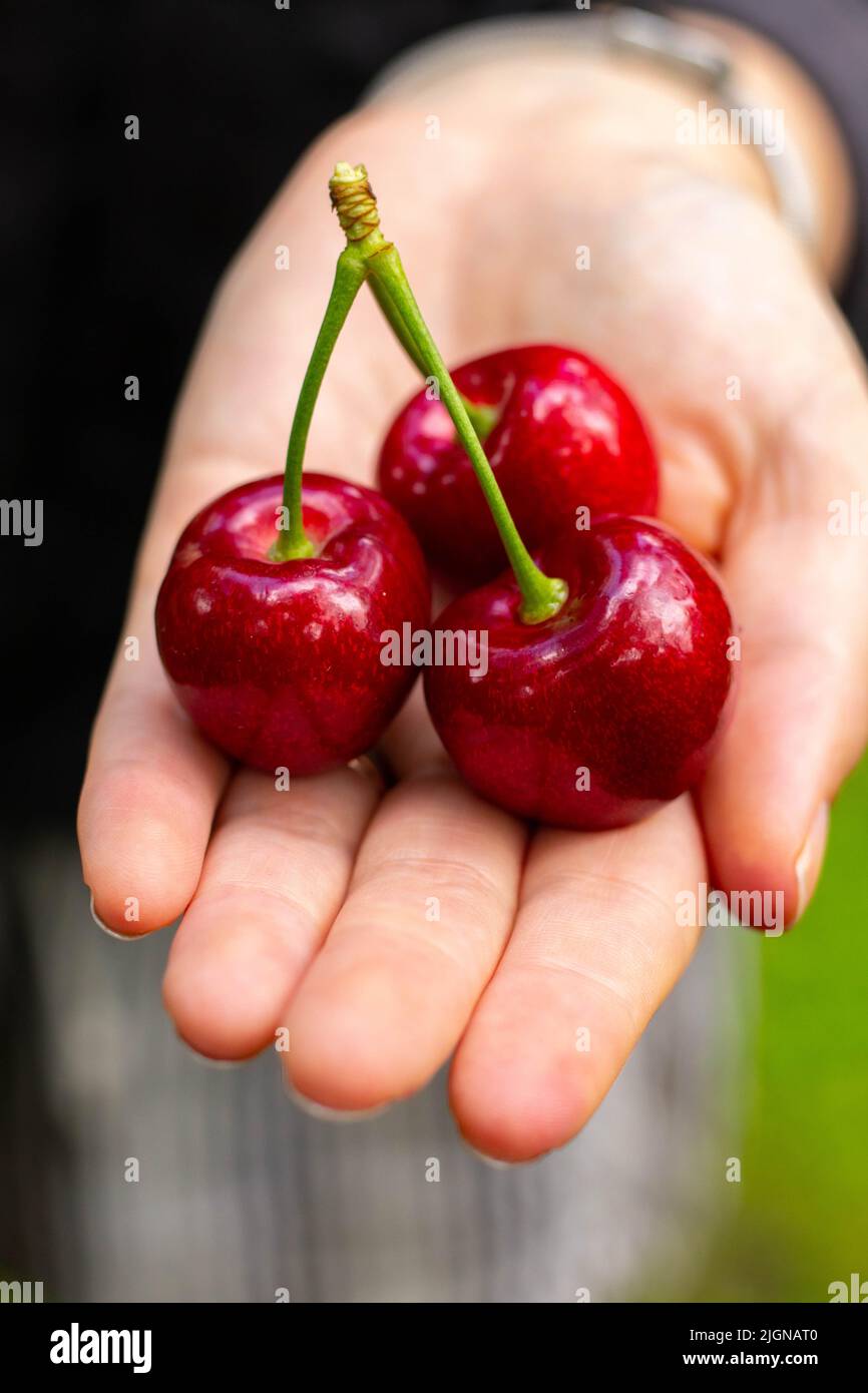 Three New Zealand cherries in female hand Stock Photo - Alamy