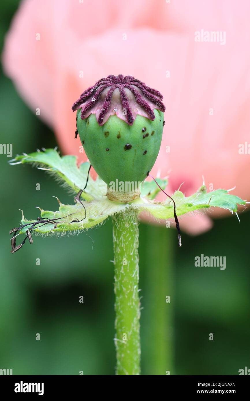 Poppy fruit hi-res stock photography and images - Alamy