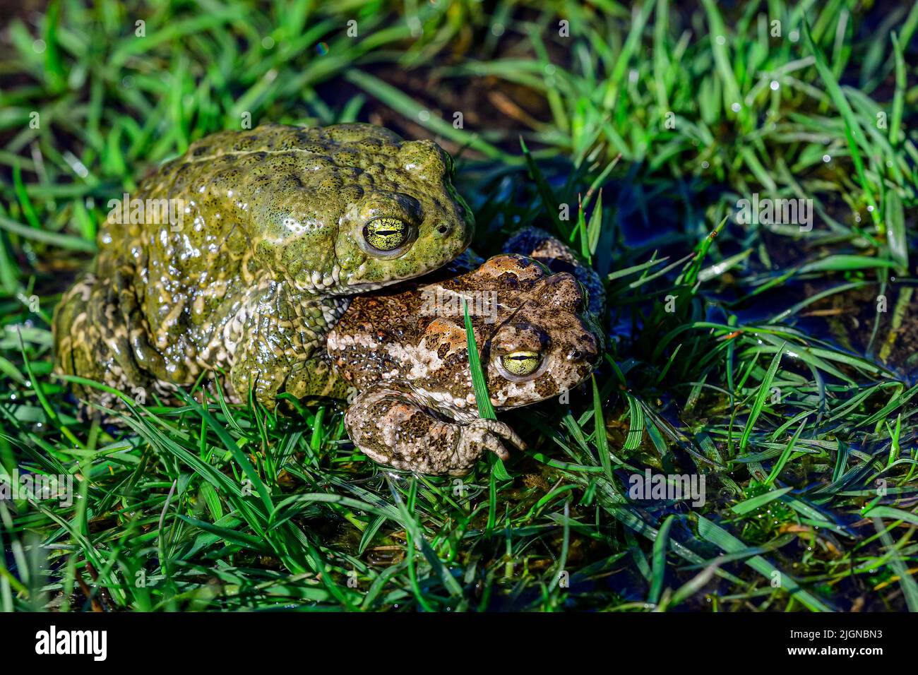 Natterjack toad, a species of frog in the Bufonidae family Stock Photo ...