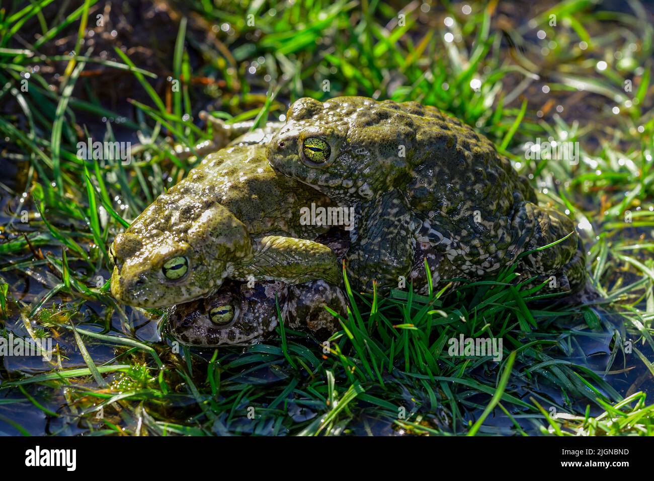 Natterjack toad, a species of frog in the Bufonidae family Stock Photo ...