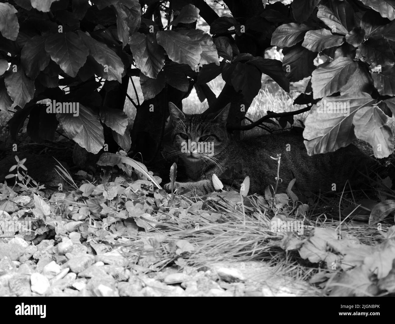 Cat hiding underneath a bush Stock Photo - Alamy