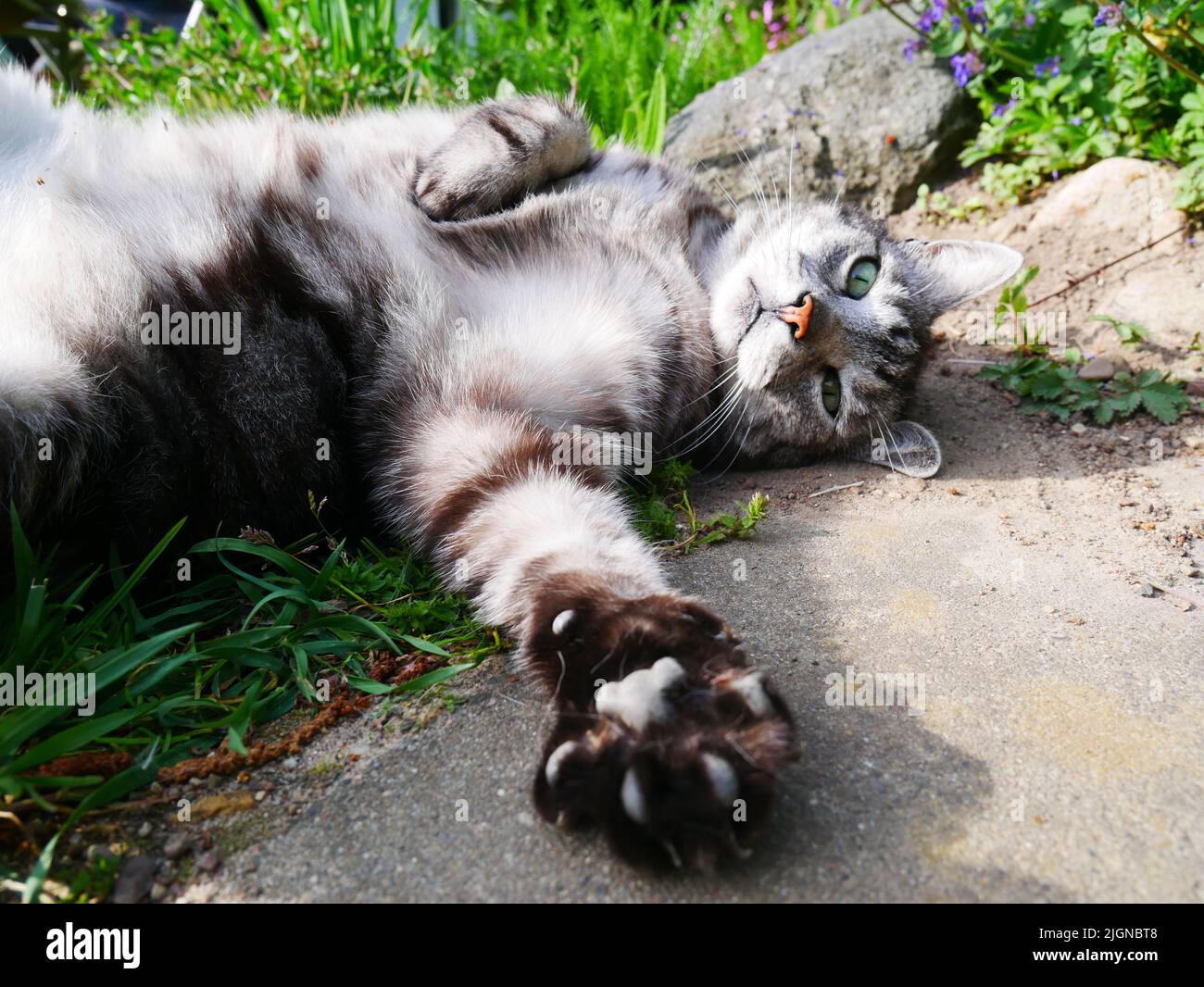 Cat resting, lying on its back Stock Photo - Alamy