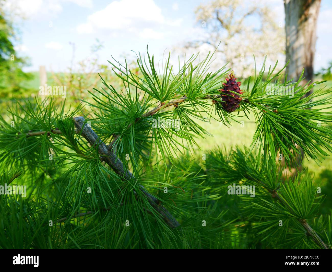 Cone, needles and branches of a lark tree Stock Photo - Alamy