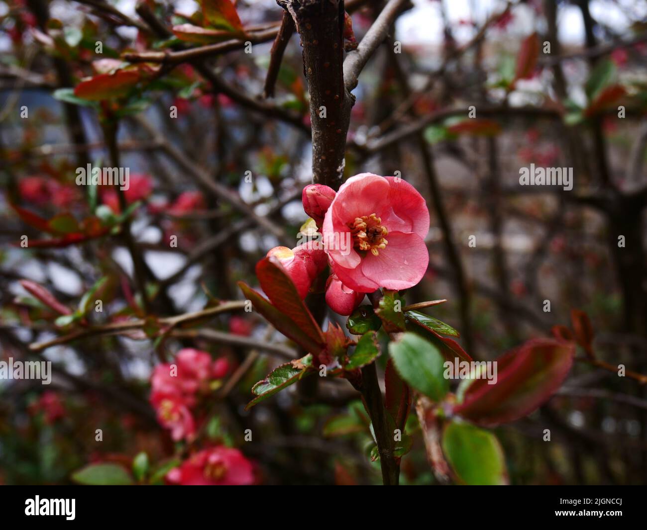 Red / pink quince blossoms Stock Photo - Alamy