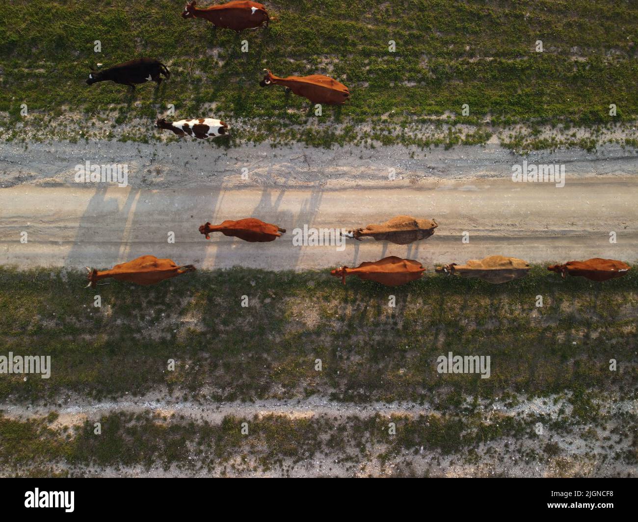 AERIAL: Flying over a small herd of cattle cows walking uniformly down ...
