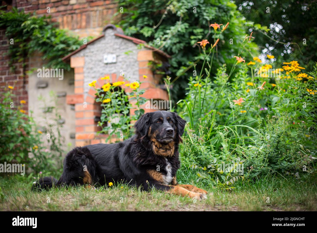 Black and tan farm dog (Bernese Mountain Dog crossbreed Stock Photo - Alamy