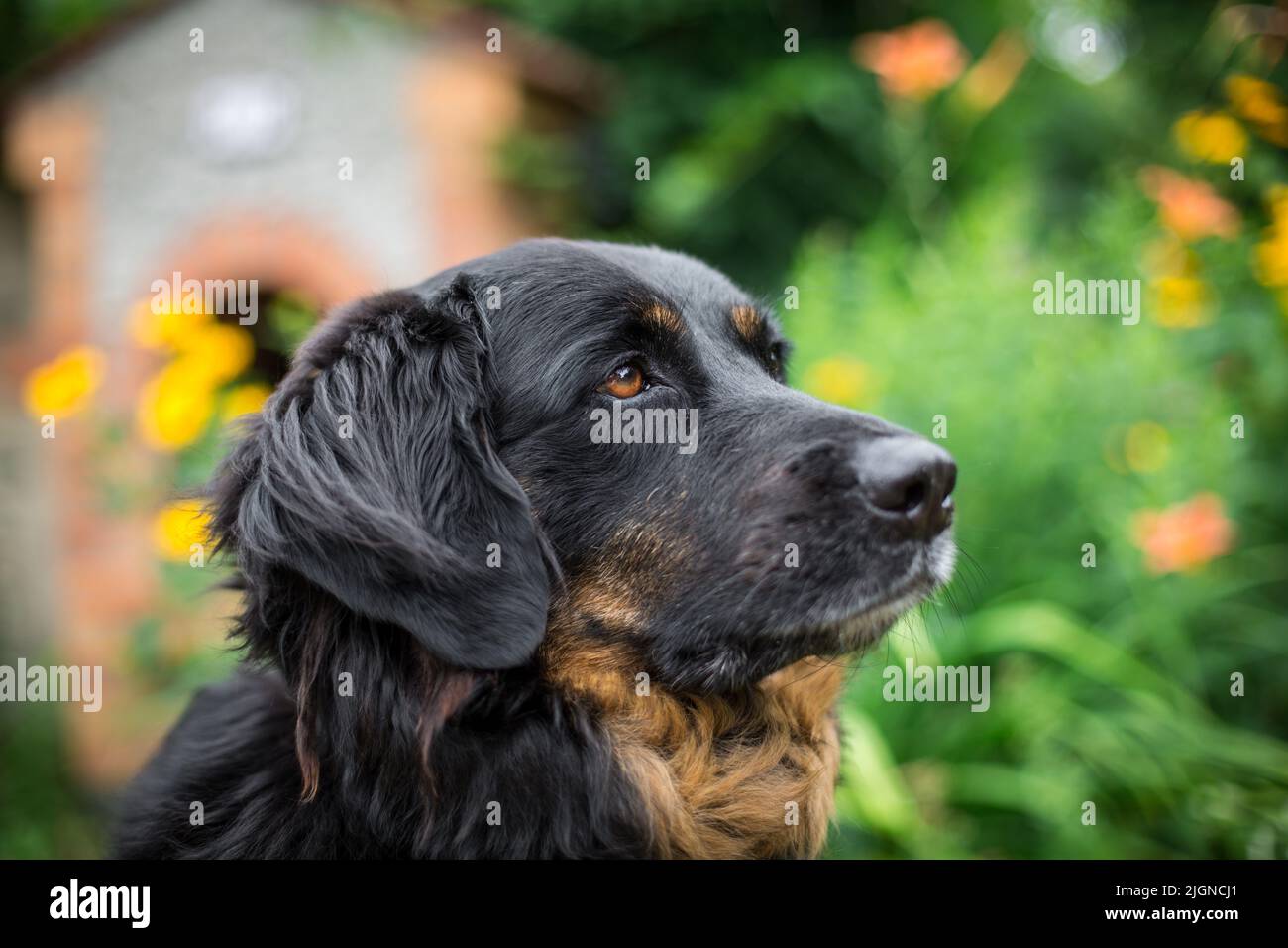 Black and tan farm dog (Bernese Mountain Dog crossbreed Stock Photo - Alamy