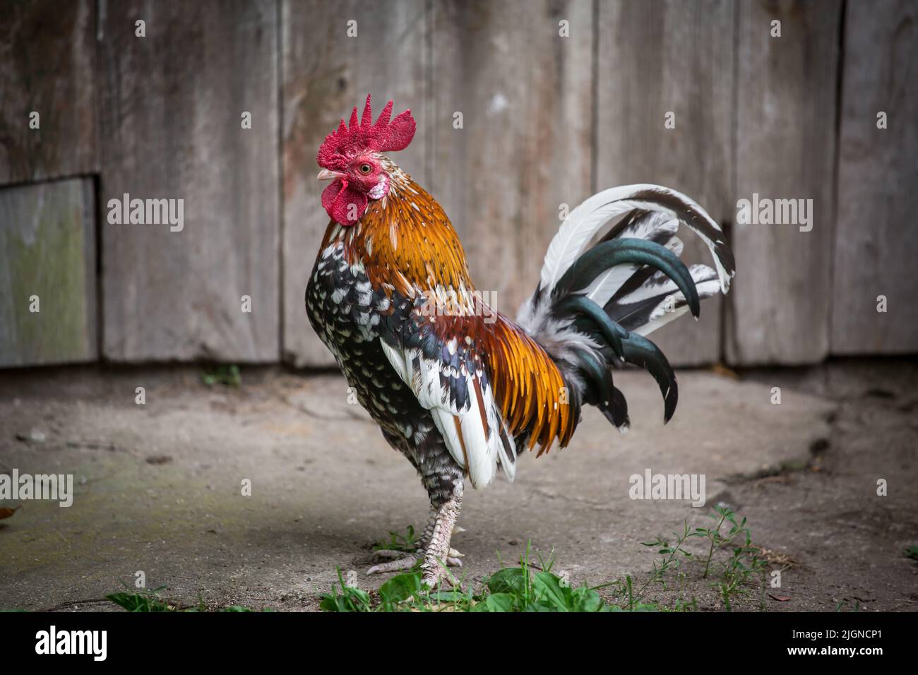 Stoapiperl rooster. The Stoapiperl/ Steinhendl is an old endangered ...