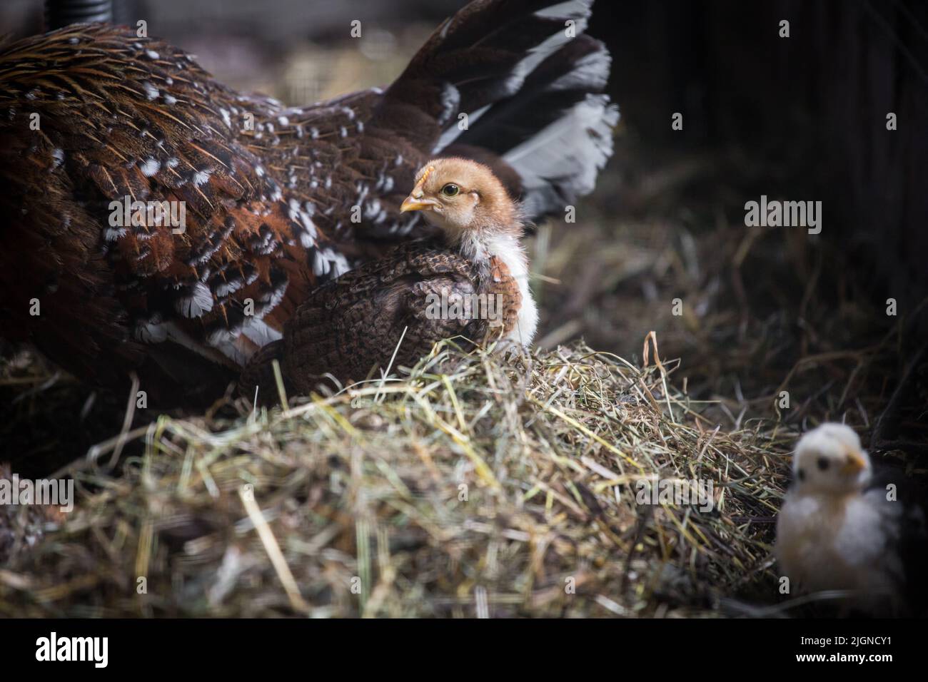 Stoapiperl hatchlings. The Stoapiperl/ Steinhendl is an old endangered ...