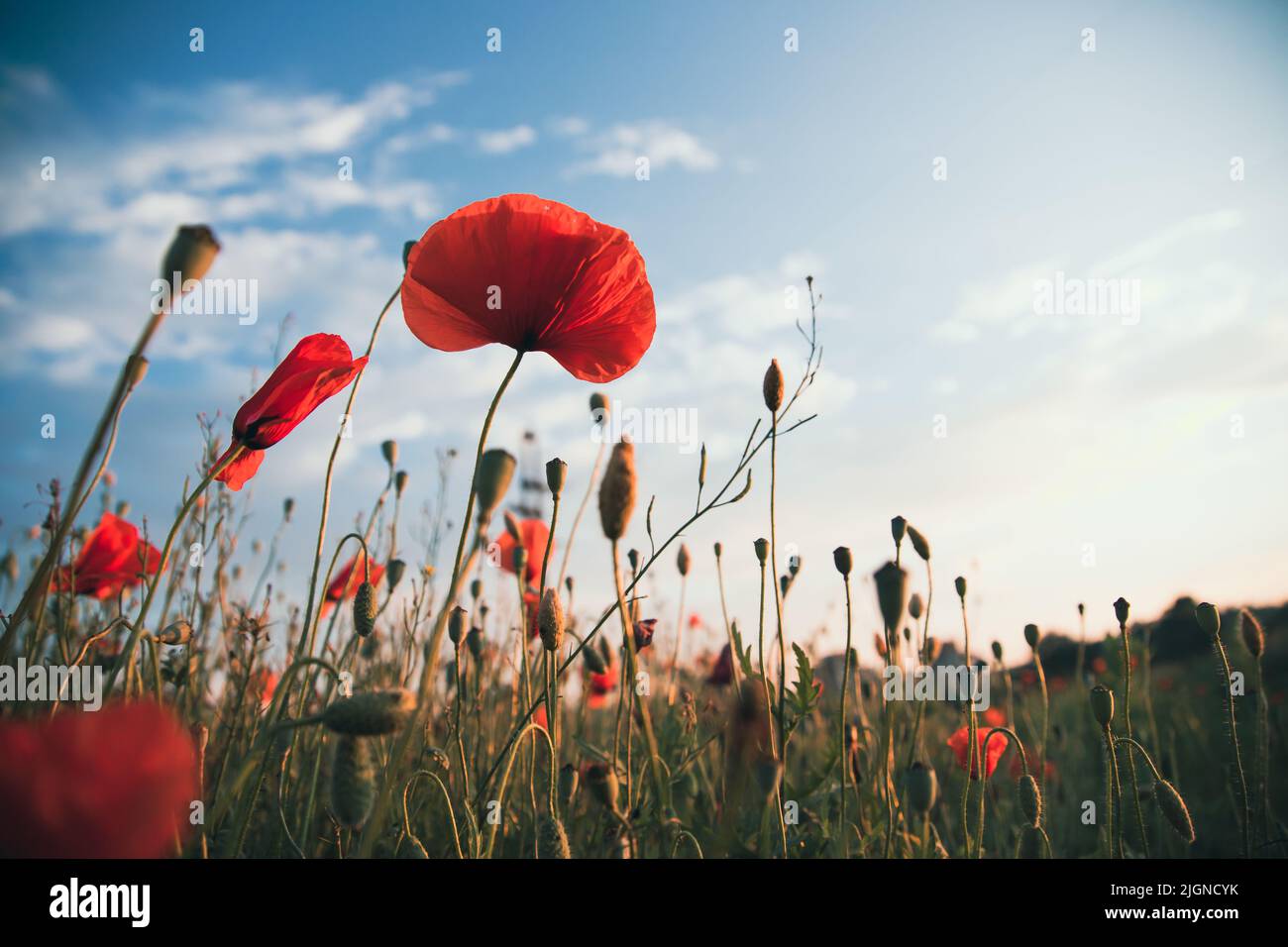 Wild vivid poppy field in magic sunset light. Remembrance day concept ...