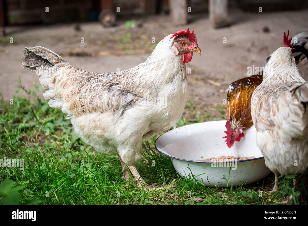 Happy leghorn hi-res stock photography and images - Alamy