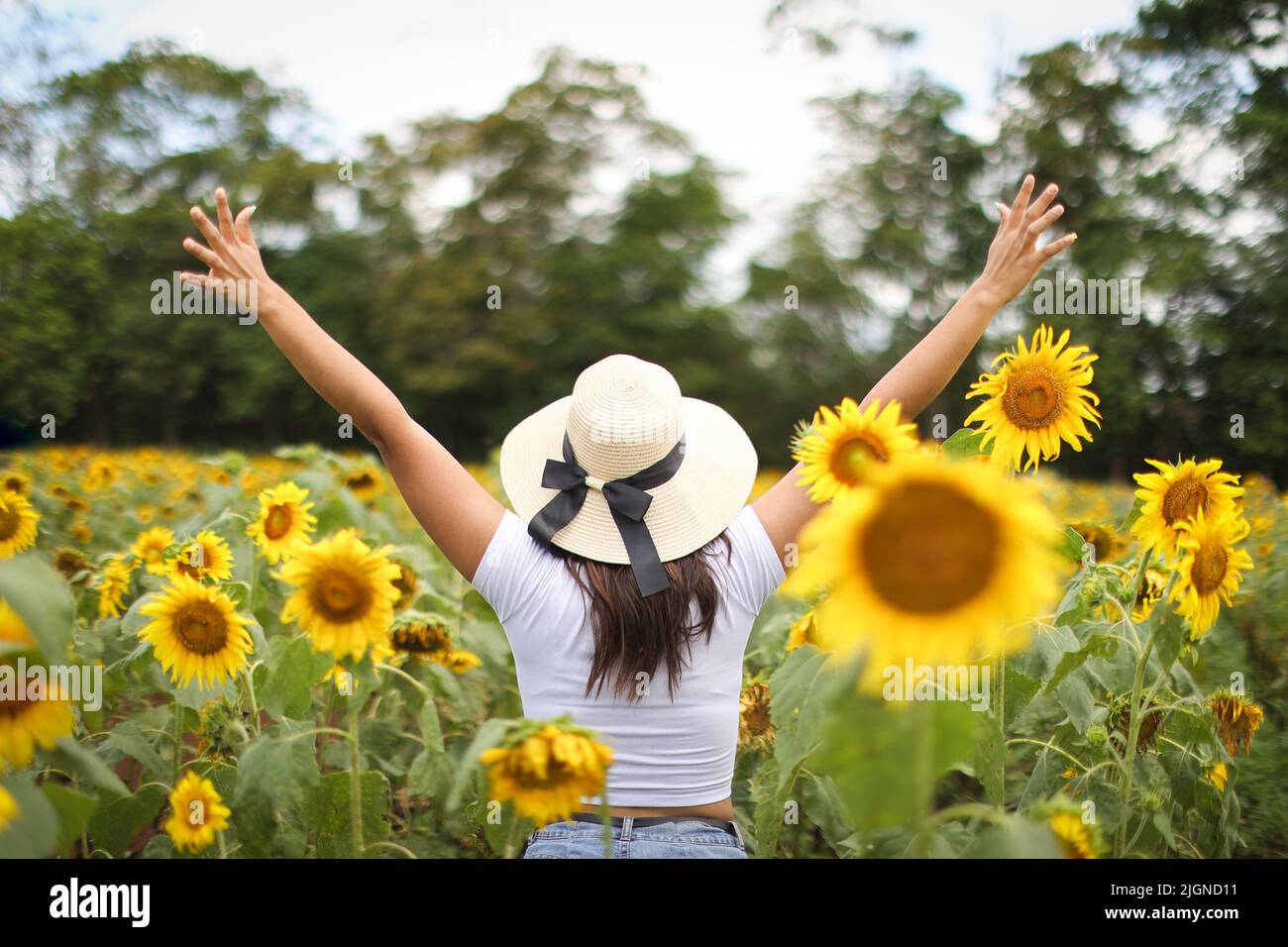 Girl with hat in a sunflowers field promoting freedom Stock Photo - Alamy