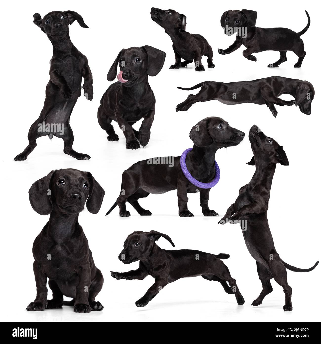 Set with images of cute purebred dog, black dachshund isolated over ...
