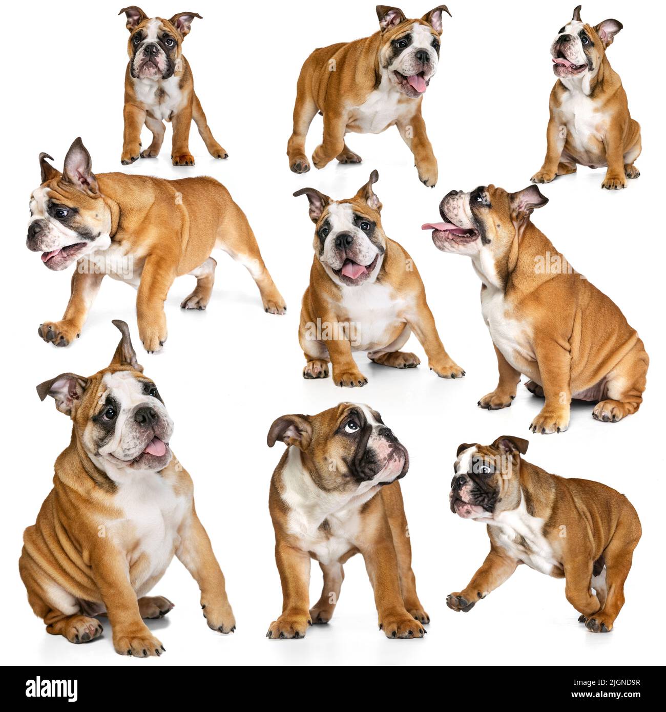 Set with images of cute purebred dog, english bulldog isolated over ...