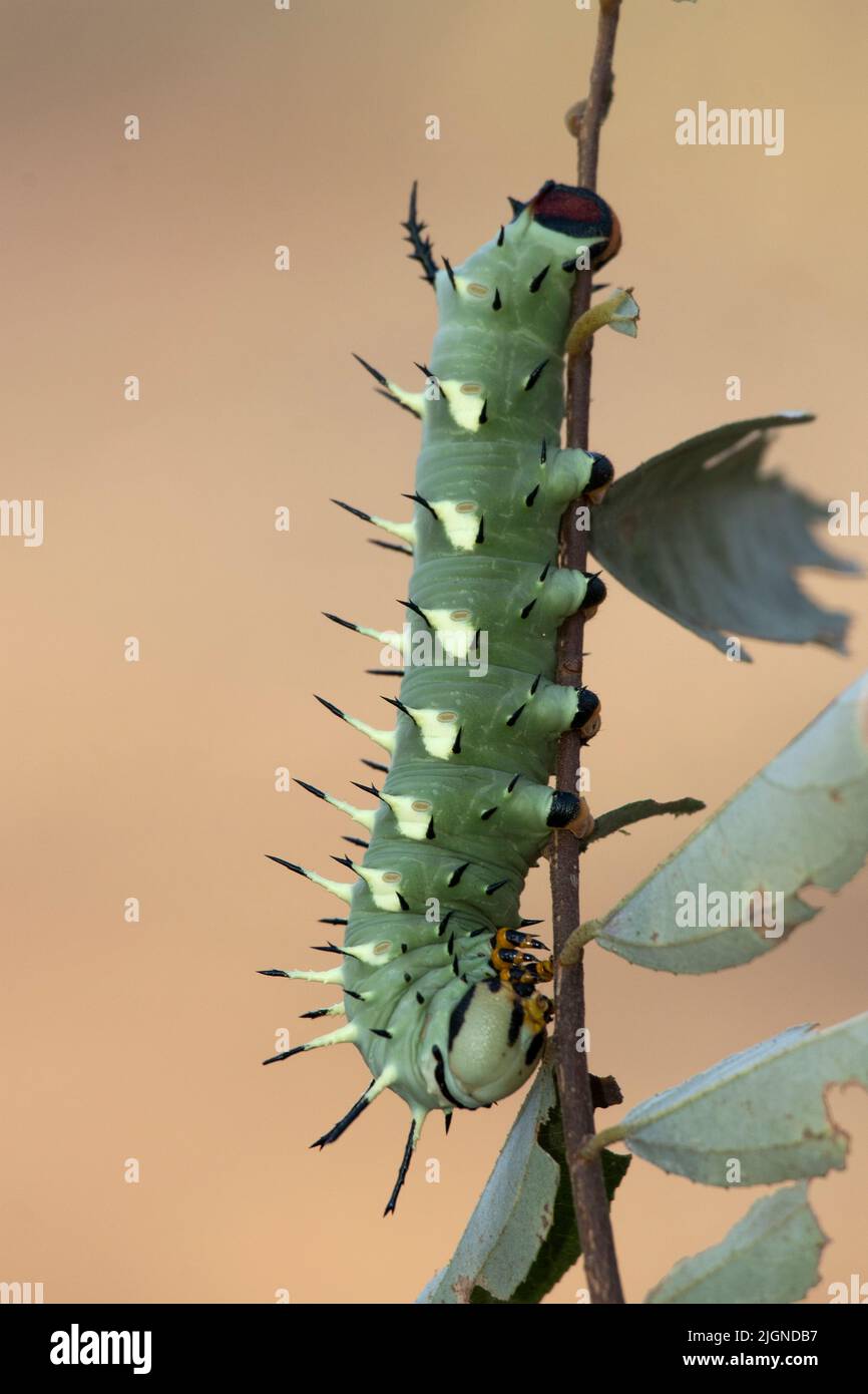 The caterpillar of the Arrow Sphinx, a large member of the Hawk Moth ...