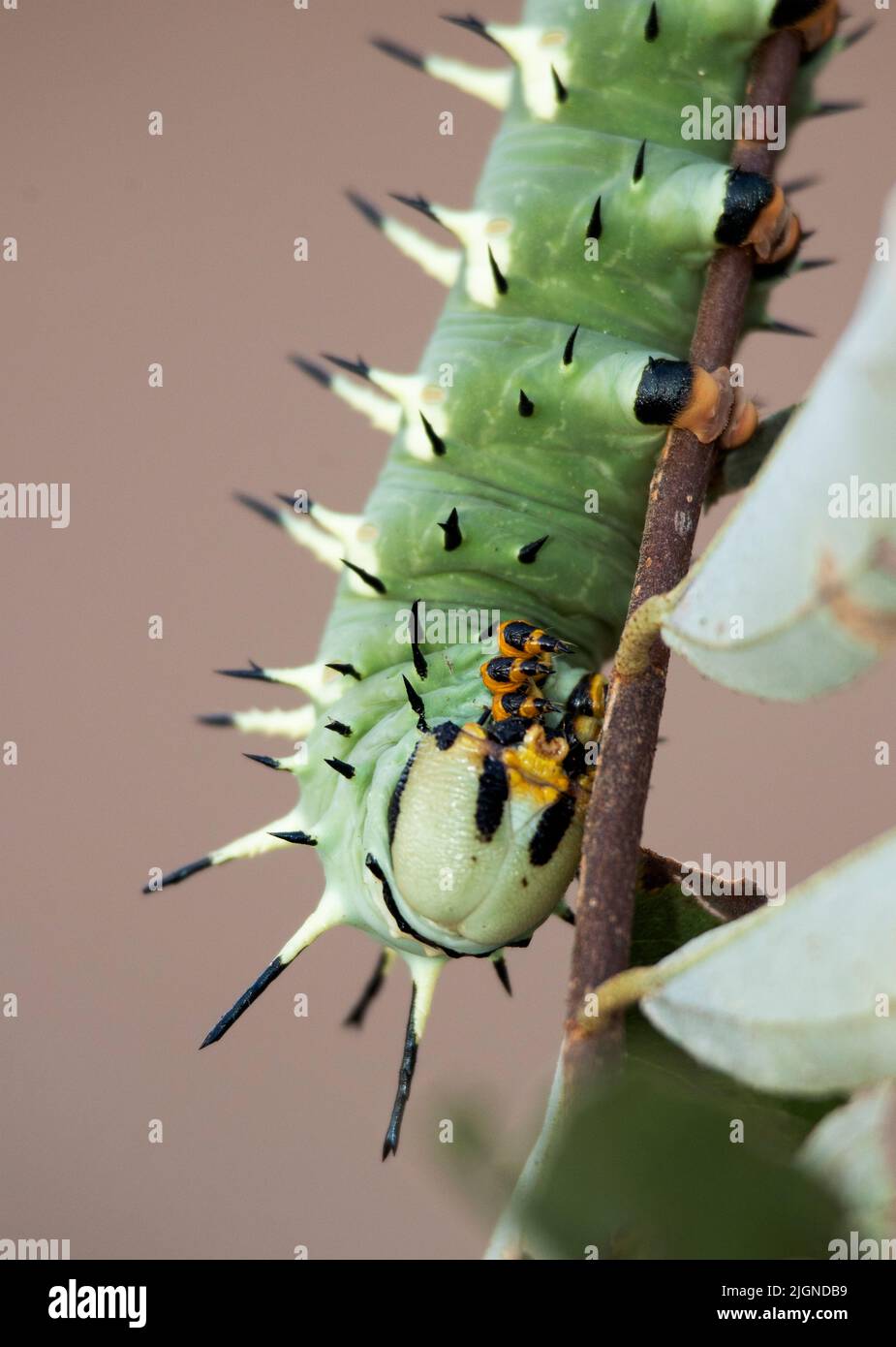 The caterpillar of the Arrow Sphinx, a large member of the Hawk Moth ...