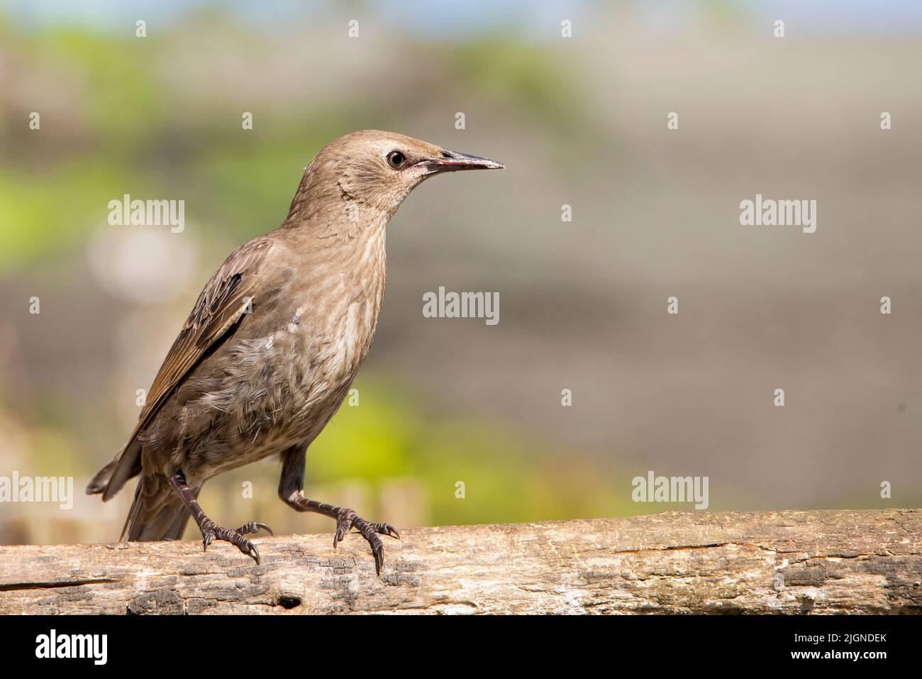 Brown winged starling hi-res stock photography and images - Alamy