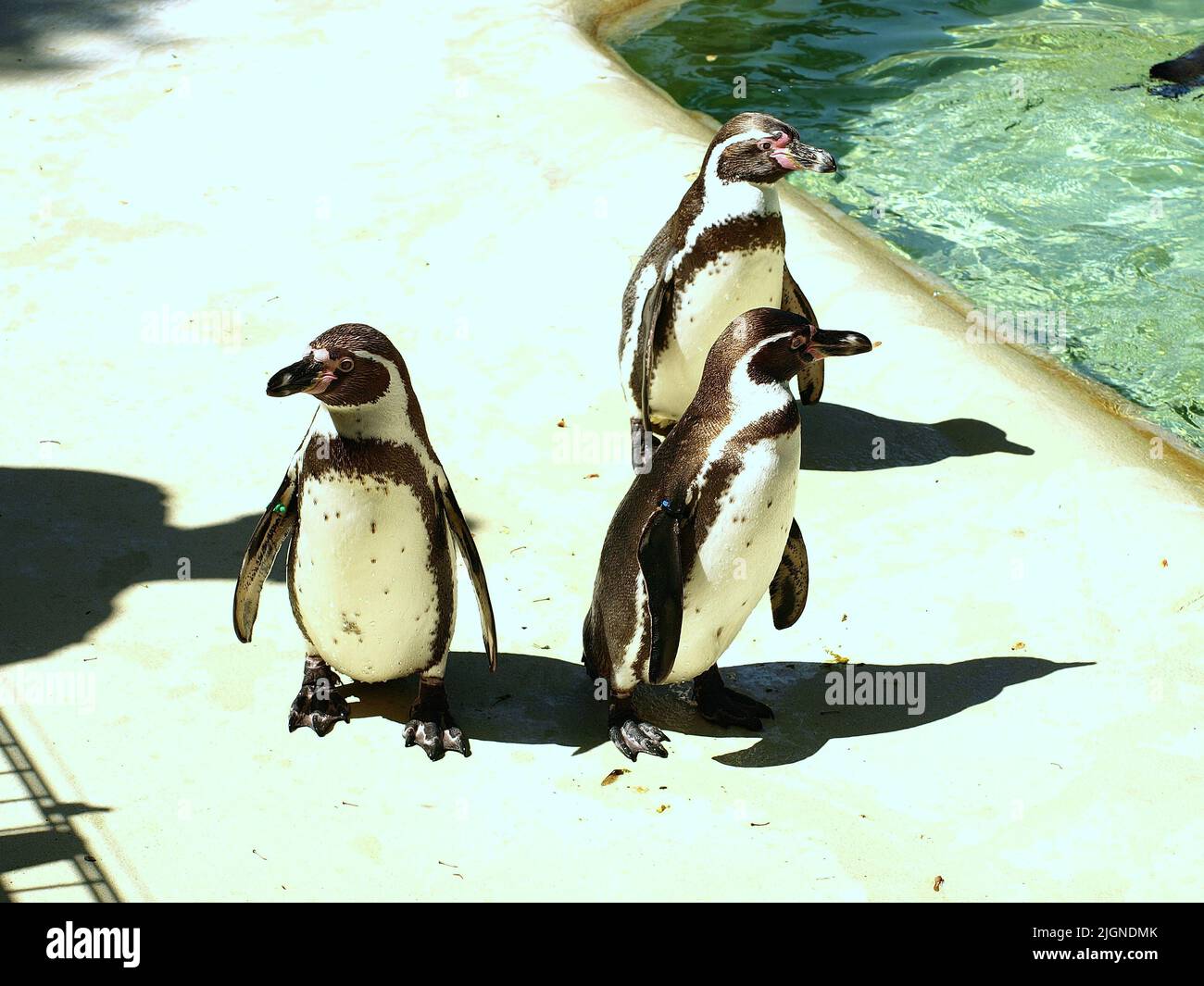 Cute Jackass. In a very sunny, warm day fresh from their daily routine ...