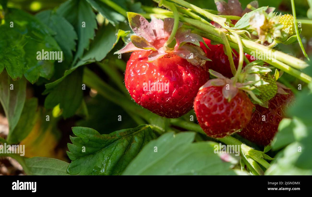 New harvest of sweet fresh outdoor red strawberry, growing outside in ...
