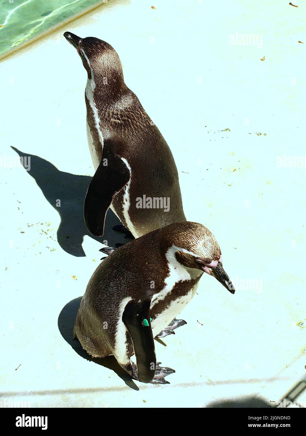 Cute Jackass. In a very sunny, warm day fresh from their daily routine ...