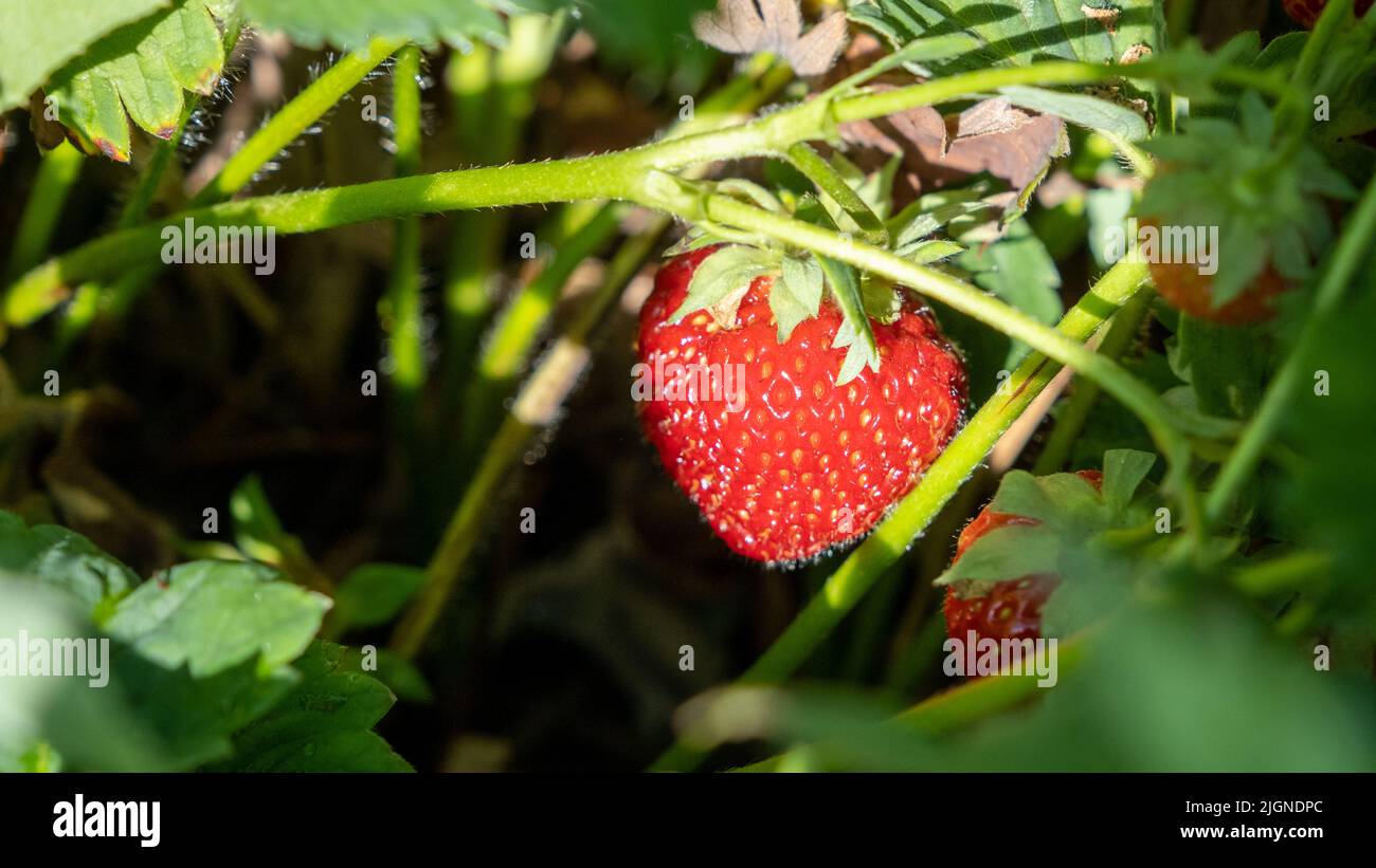 New harvest of sweet fresh outdoor red strawberry, growing outside in ...