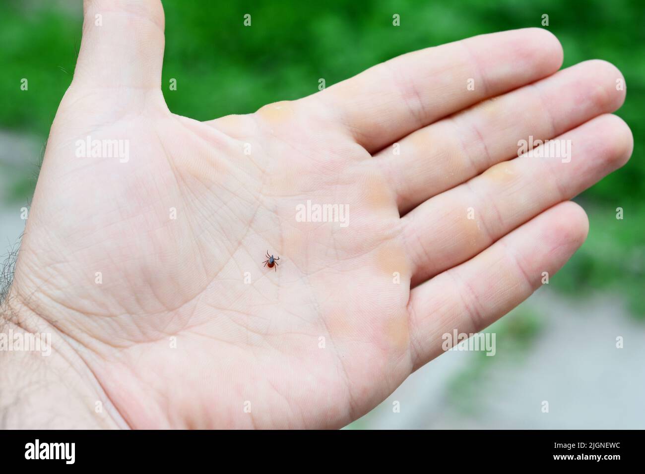 Ixodes scapularis, black legged tick or deer tick, transmitter of lyme ...