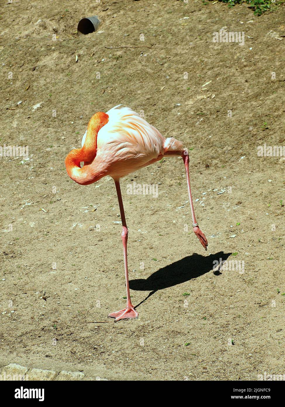 Long legs, long neck, orange, light pink, looking very fragile but very ...